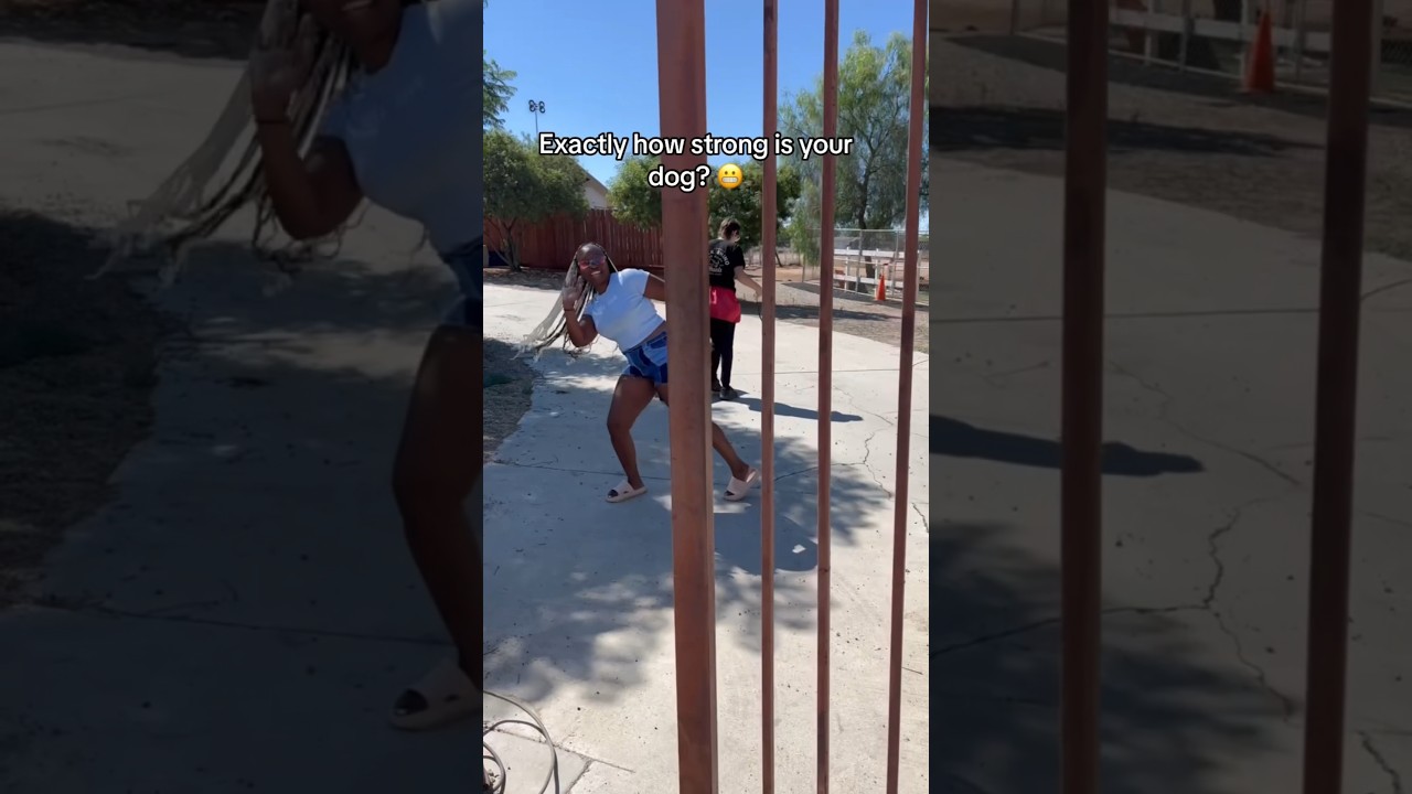 Dog proves trouble follows him wherever he goes