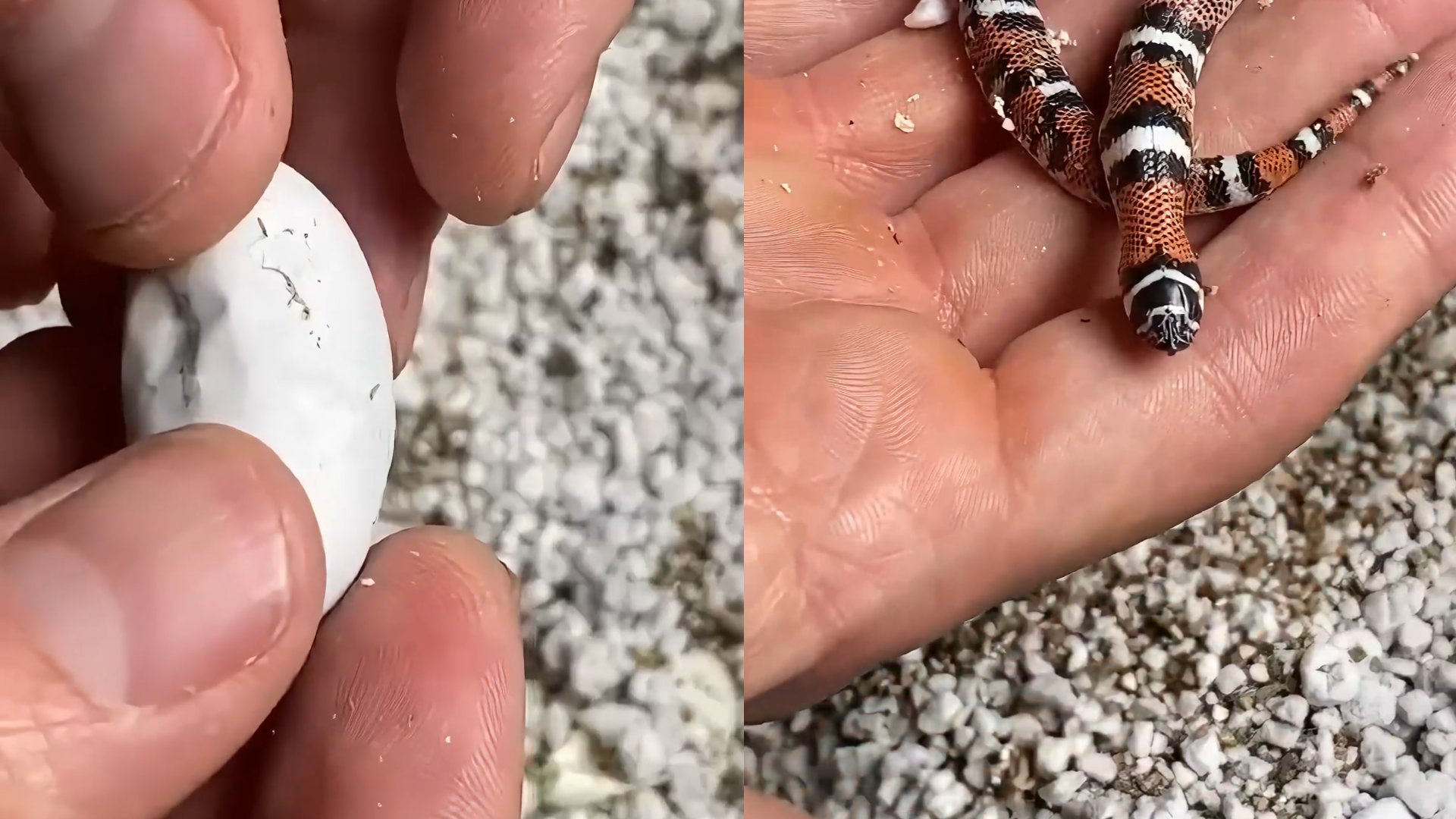 It’s time to start digging for baby snakes!