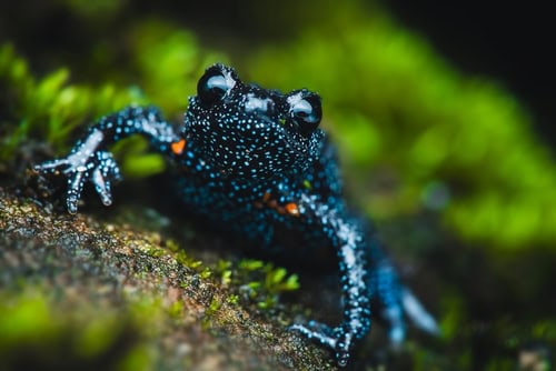 Exploring the Unique Celestial Appearance of the Galaxy Frog