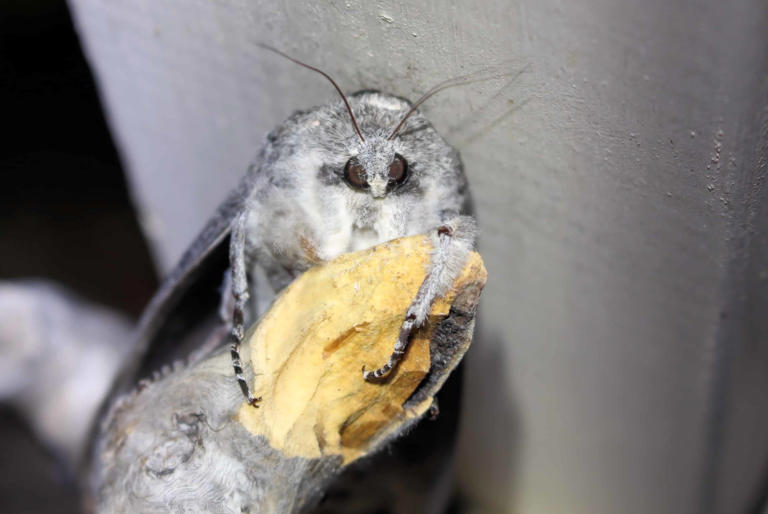 This Moth’s Wingspan is Nearly a Foot Wide