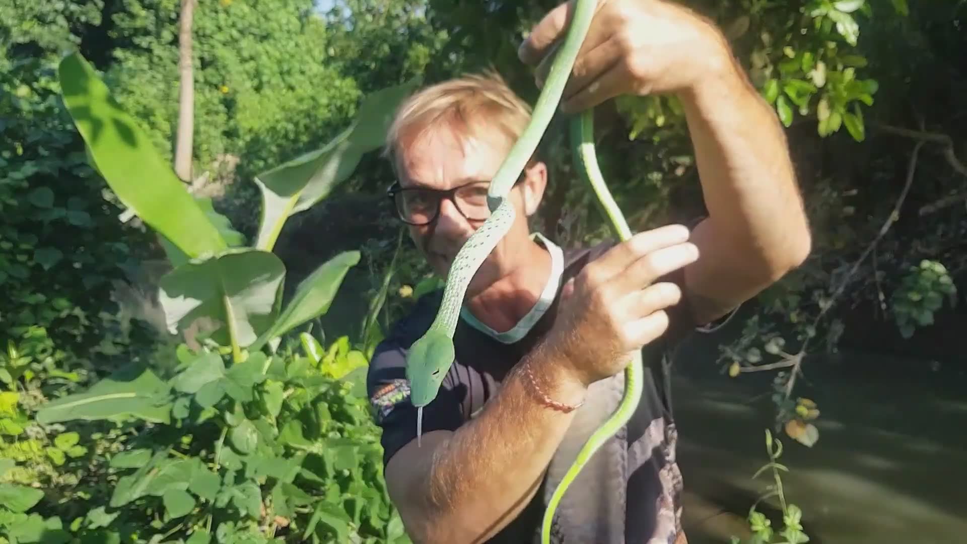 Snake rescue removing a green vine snake and explaining its venomous nature