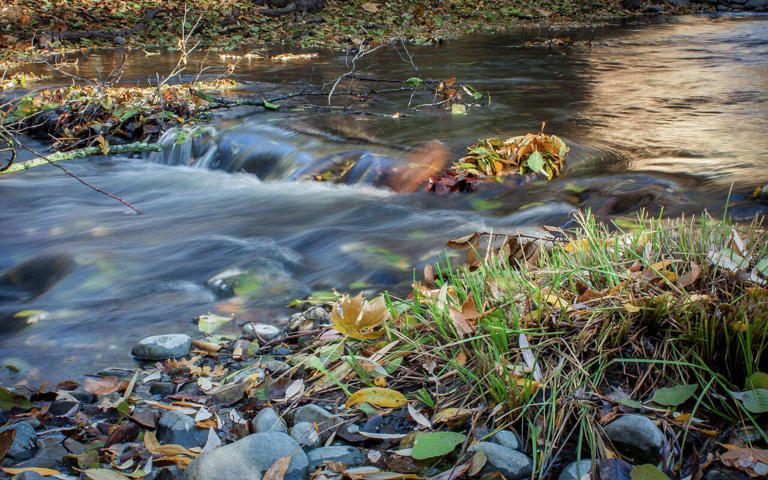 Chinook salmon are populating farther up a Bay Area creek for the first ...