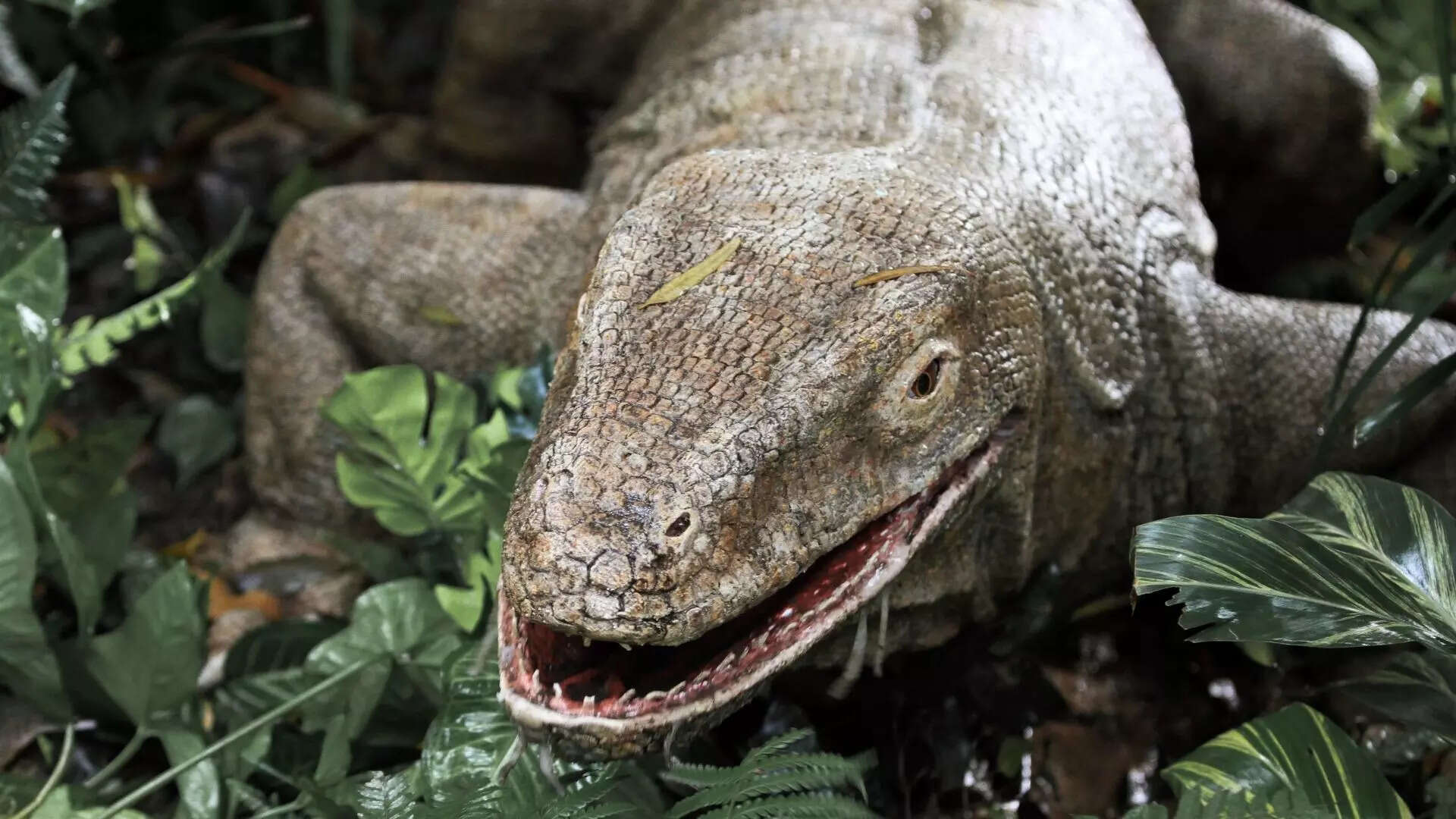 How this rare island reptile became the world’s biggest lizard and a ...