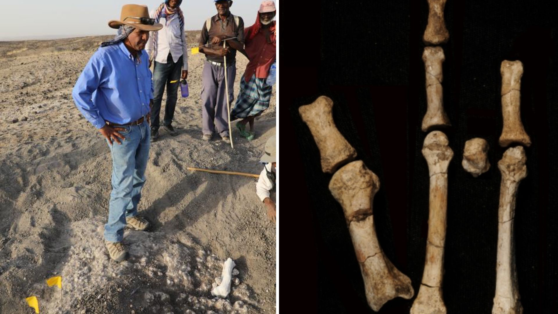 3.5 million years ago two distinct human species roamed Earth ...
