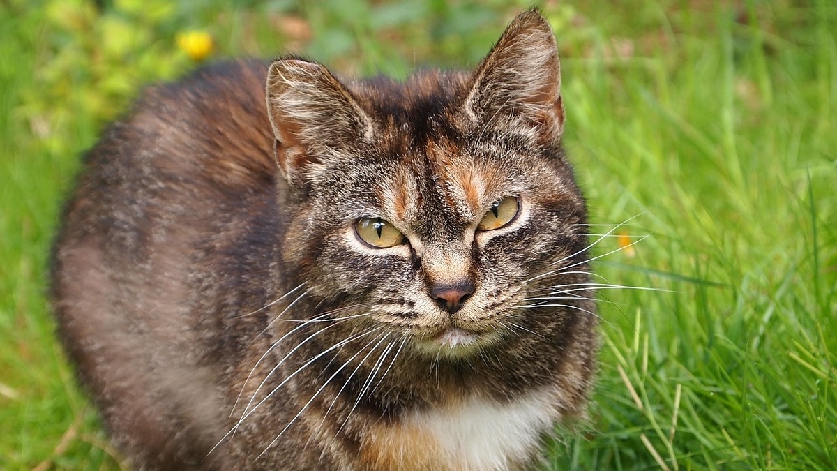 Daily routines that can improve the mood of your grumpy cat