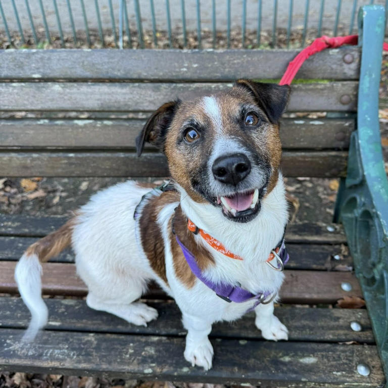 Meet 19 adorable dogs at Holly Hedge are looking for a forever home in ...