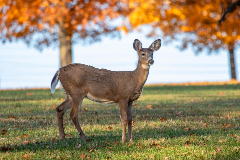 Young Deer Playing in Little Girl's Pile of Autumn Leaves Is a Scene ...