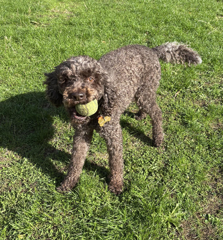 Meet Lottie the lurcher and 21 other dogs looking for a home in Bristol