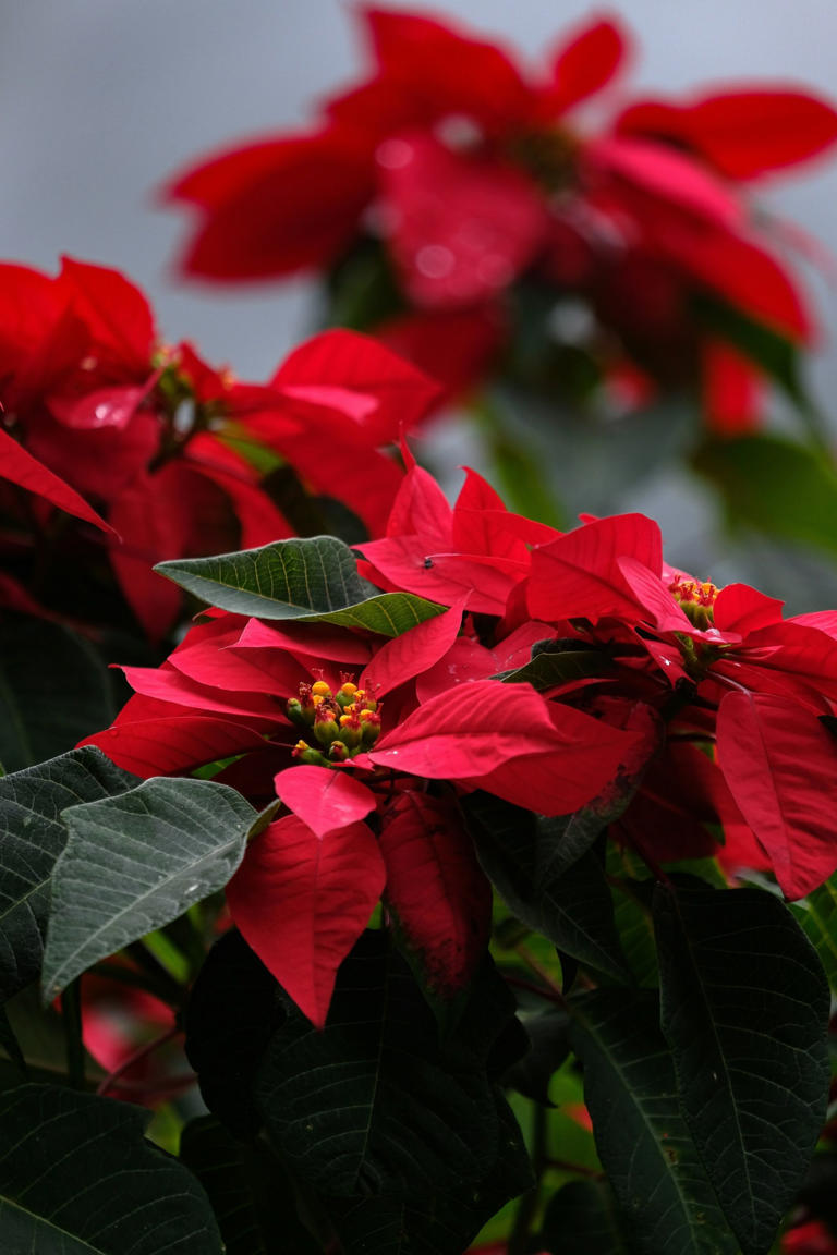 La flor de Nochebuena y su origen como símbolo navideño por excelencia