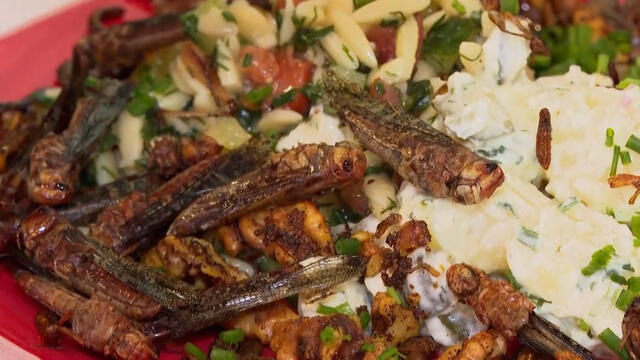 Insects Featured Prominently On Cafe Menu In Germany