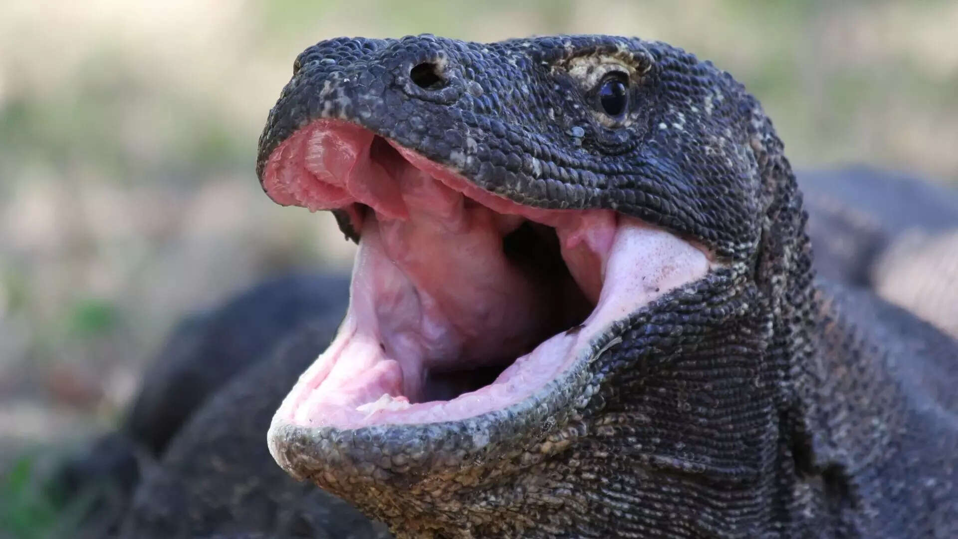 How this rare island reptile became the world’s biggest lizard and a ...