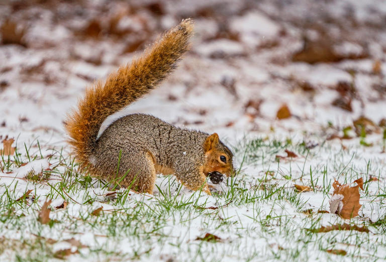 Here's how much snow fell in Indianapolis, Northern Indiana