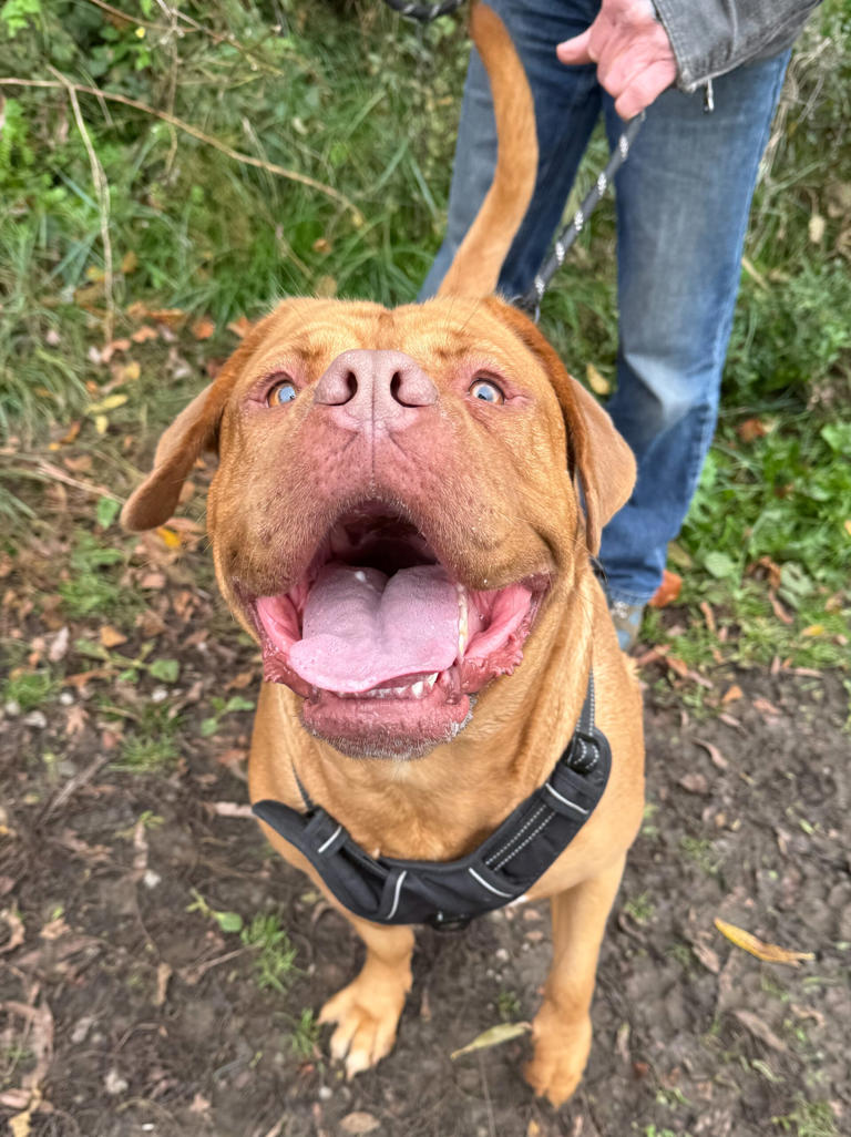 Meet 19 adorable dogs at Holly Hedge are looking for a forever home in ...