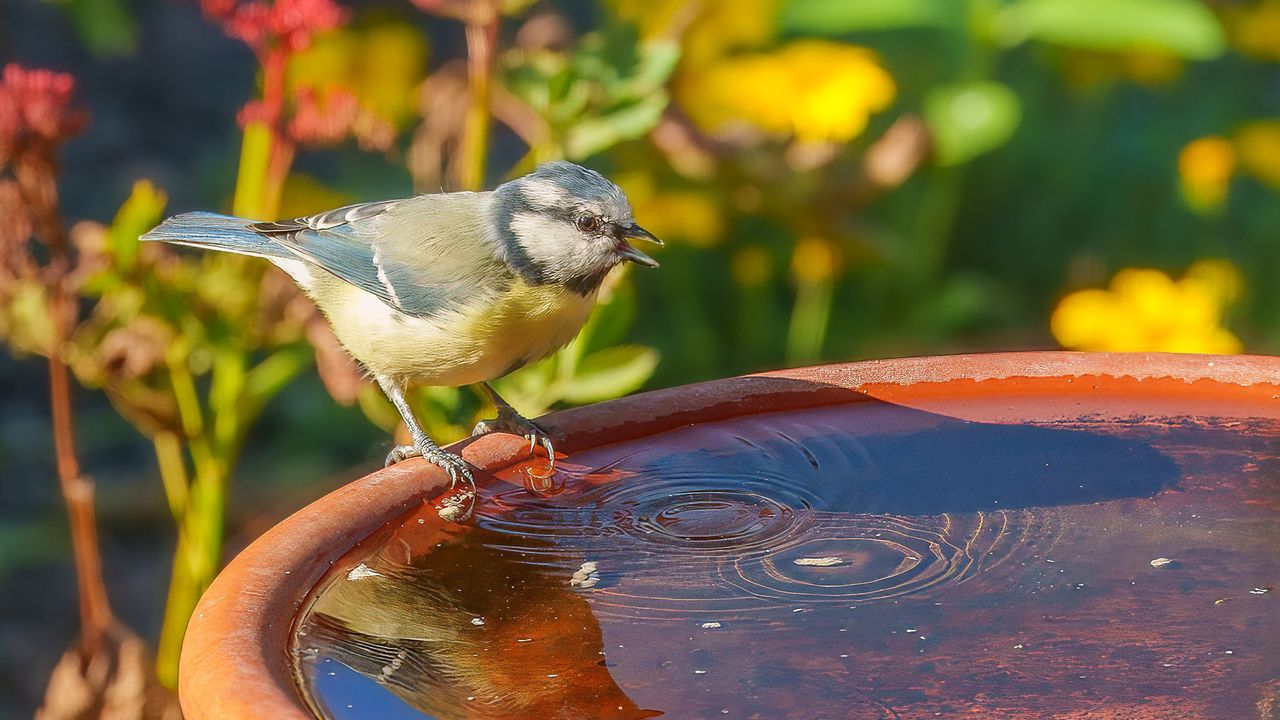 6 things people who attract lots of birds to their gardens always have ...