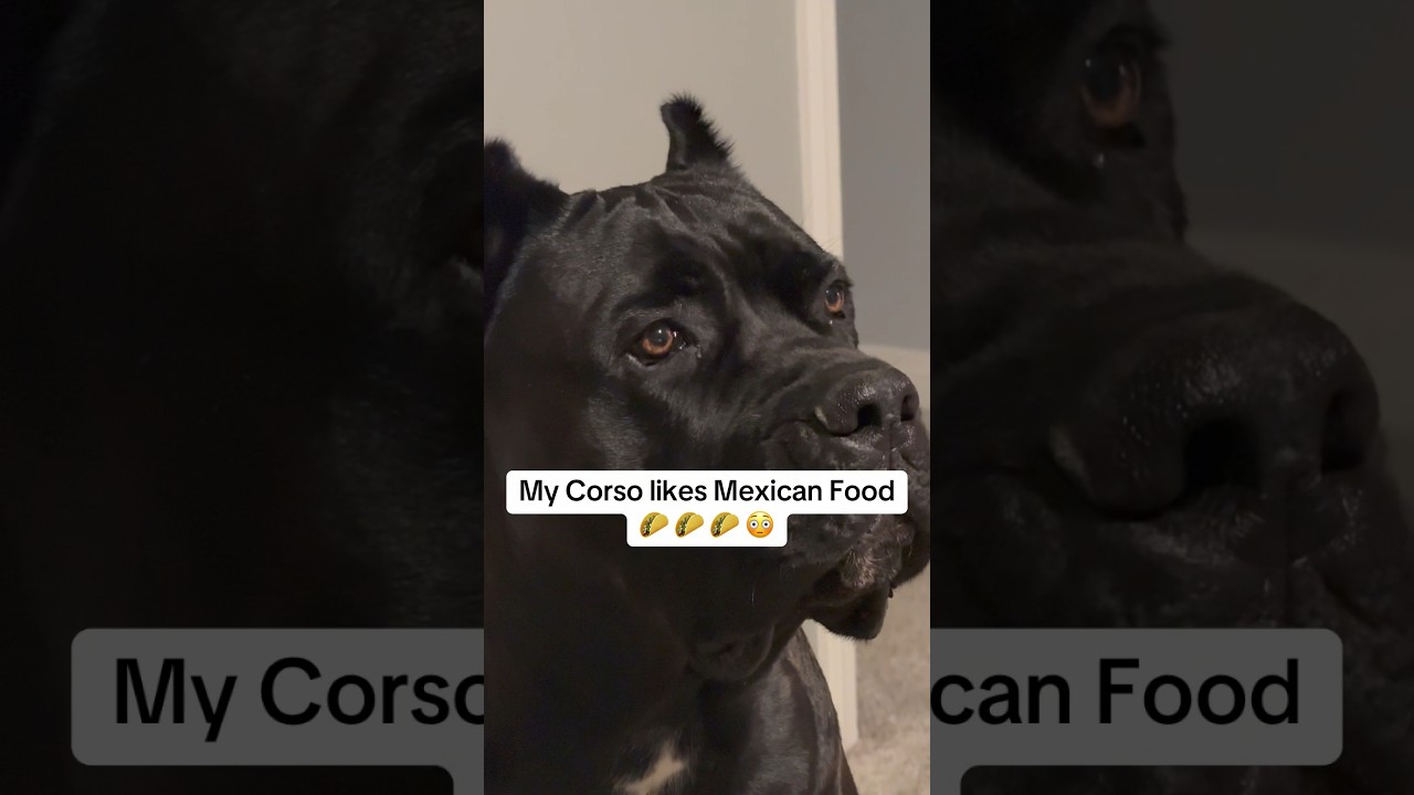 Dog acts like a spoiled baby and gets his way