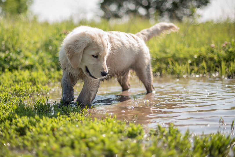 Warning signs of rare flesh-eating dog disease with '90% fatality rate'