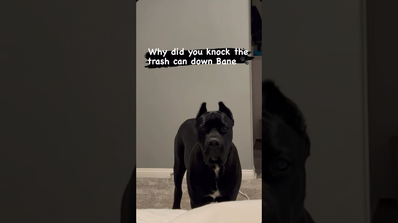 Dog looks guilty when called out for knocking over the trash can