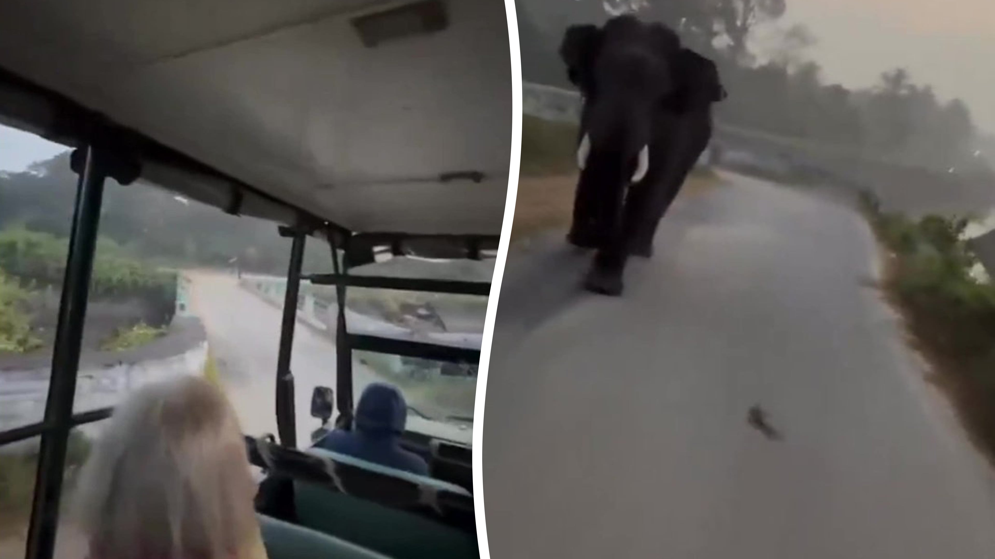 Elephant charges at safari jeep leaving tourists terrified