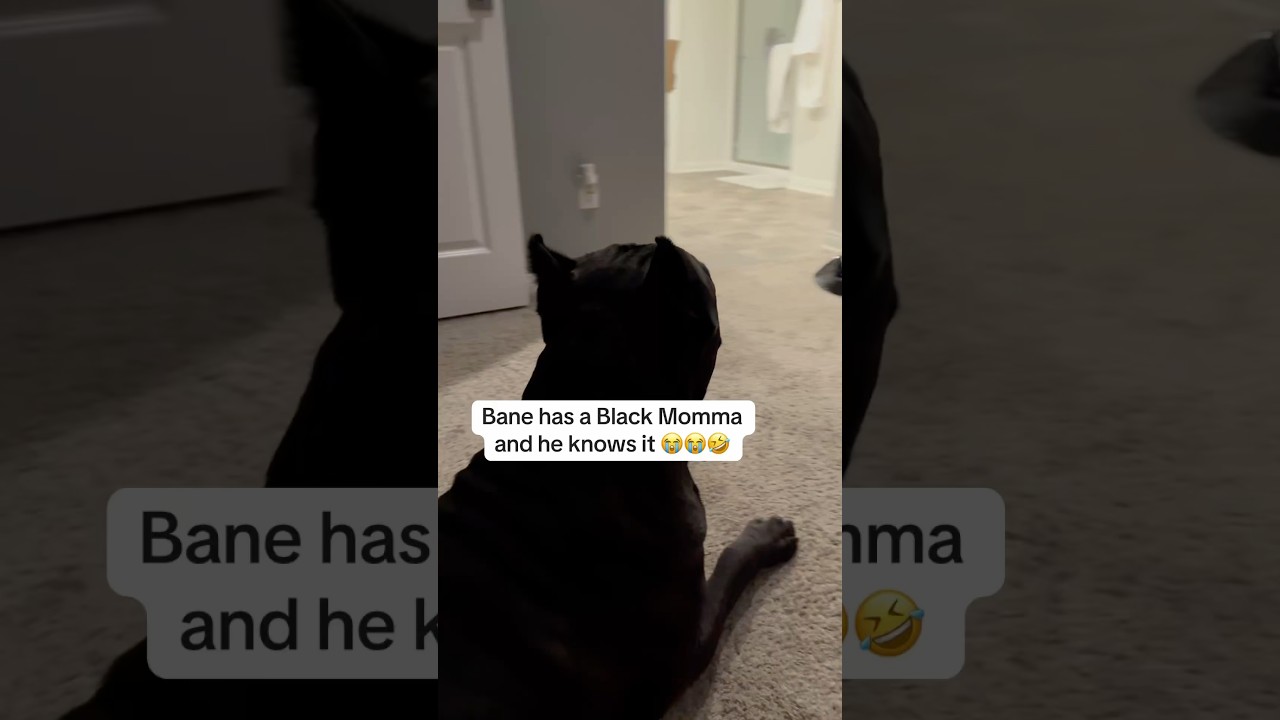 Dog proves mom cannot take any nonsense from him