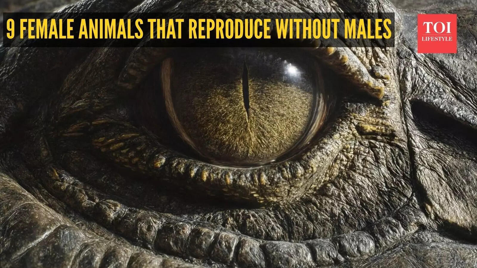 Nature’s wonders: 9 female animals that reproduce without males