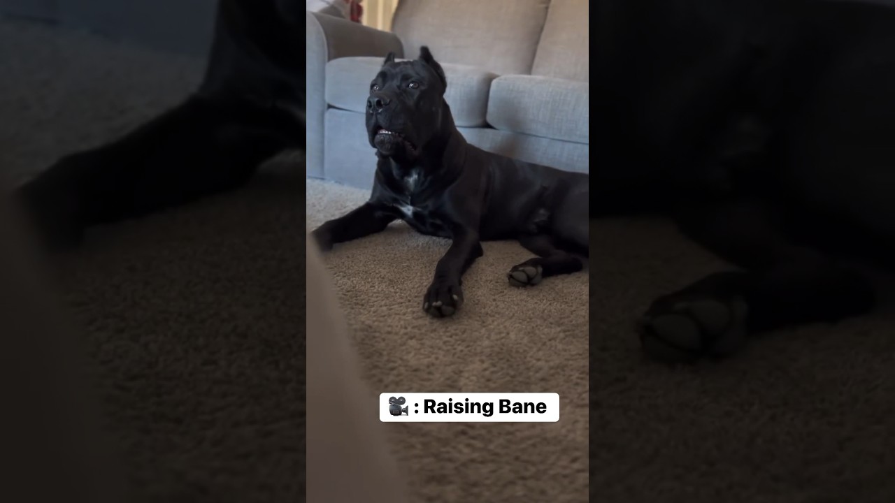 My dog is the definition of a momma's boy