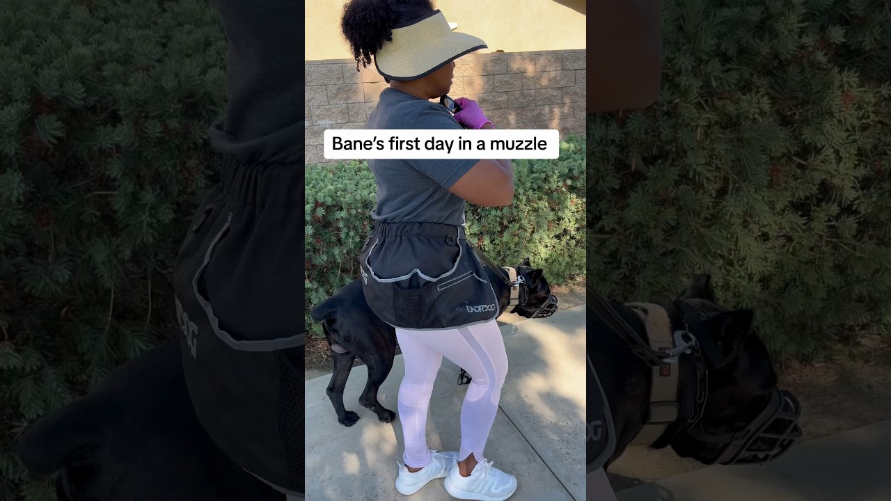 Dog impresses everyone by behaving on first day with muzzle