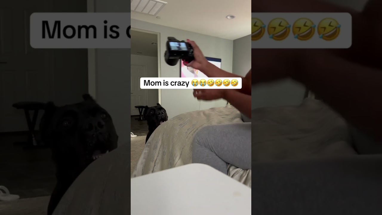 Dog is not impressed with mom's new photography skills