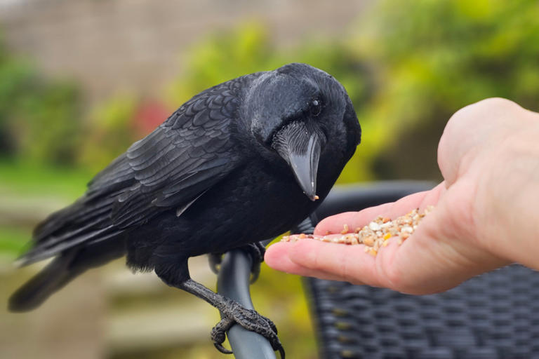 How to Make Friends With Ravens and Earn Their Trust