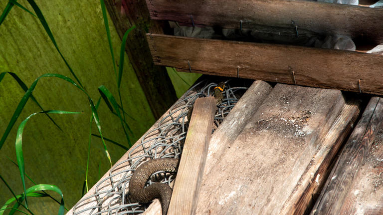 How To Detect And Identify The Snakes In Your Yard