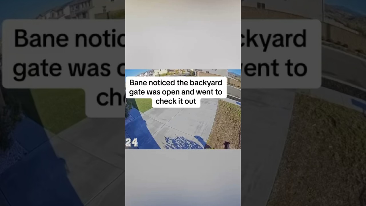 Dog escapes the backyard and causes morning mayhem