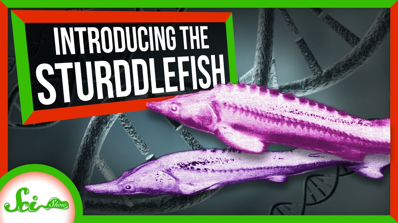 This sturgeon-paddlefish hybrid shouldn't exist | SciShow News