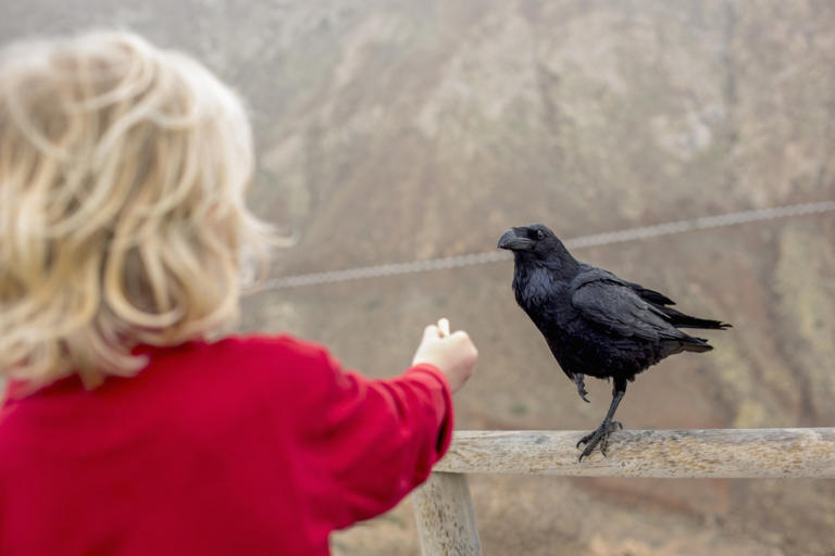 How to Make Friends With Ravens and Earn Their Trust