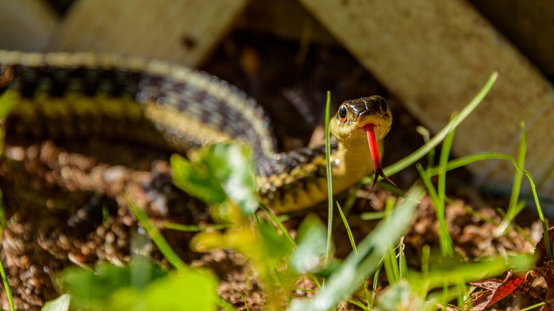 How To Detect And Identify The Snakes In Your Yard