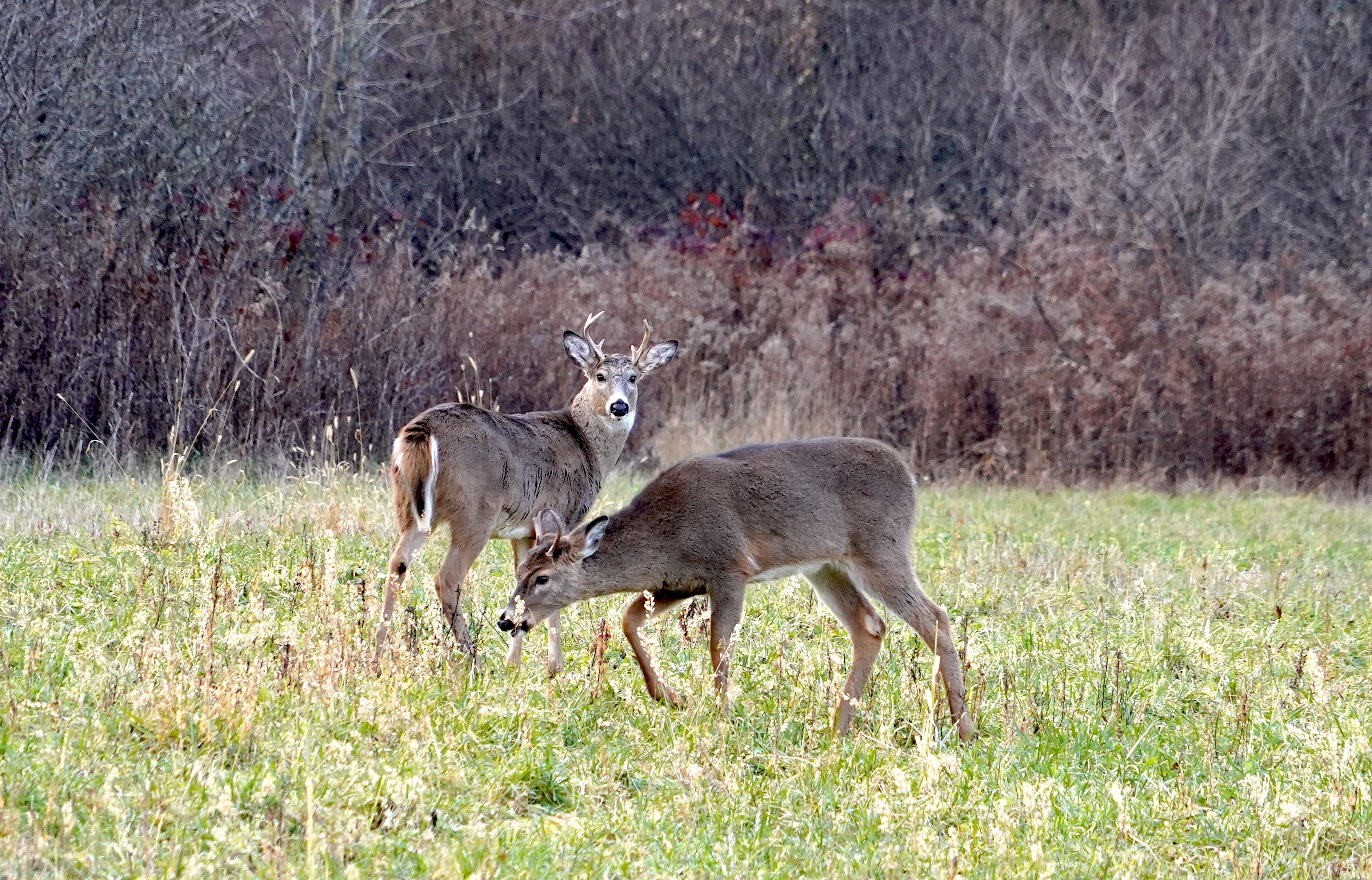 Hunter education field day returns with safety training in Marshall