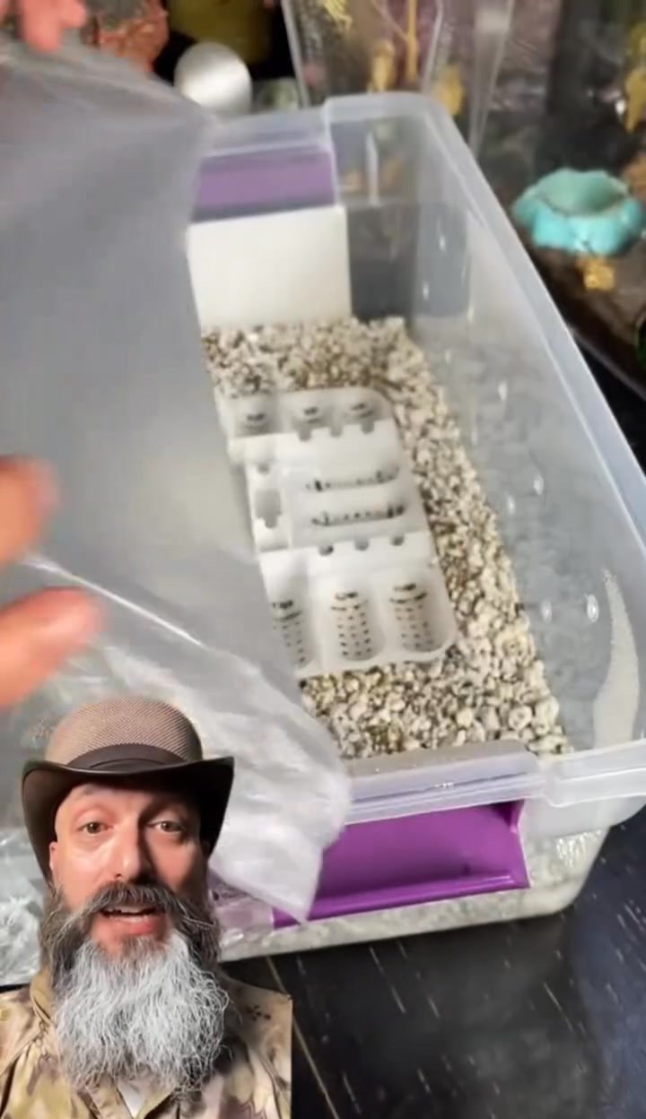 New children's pythons are hatching!