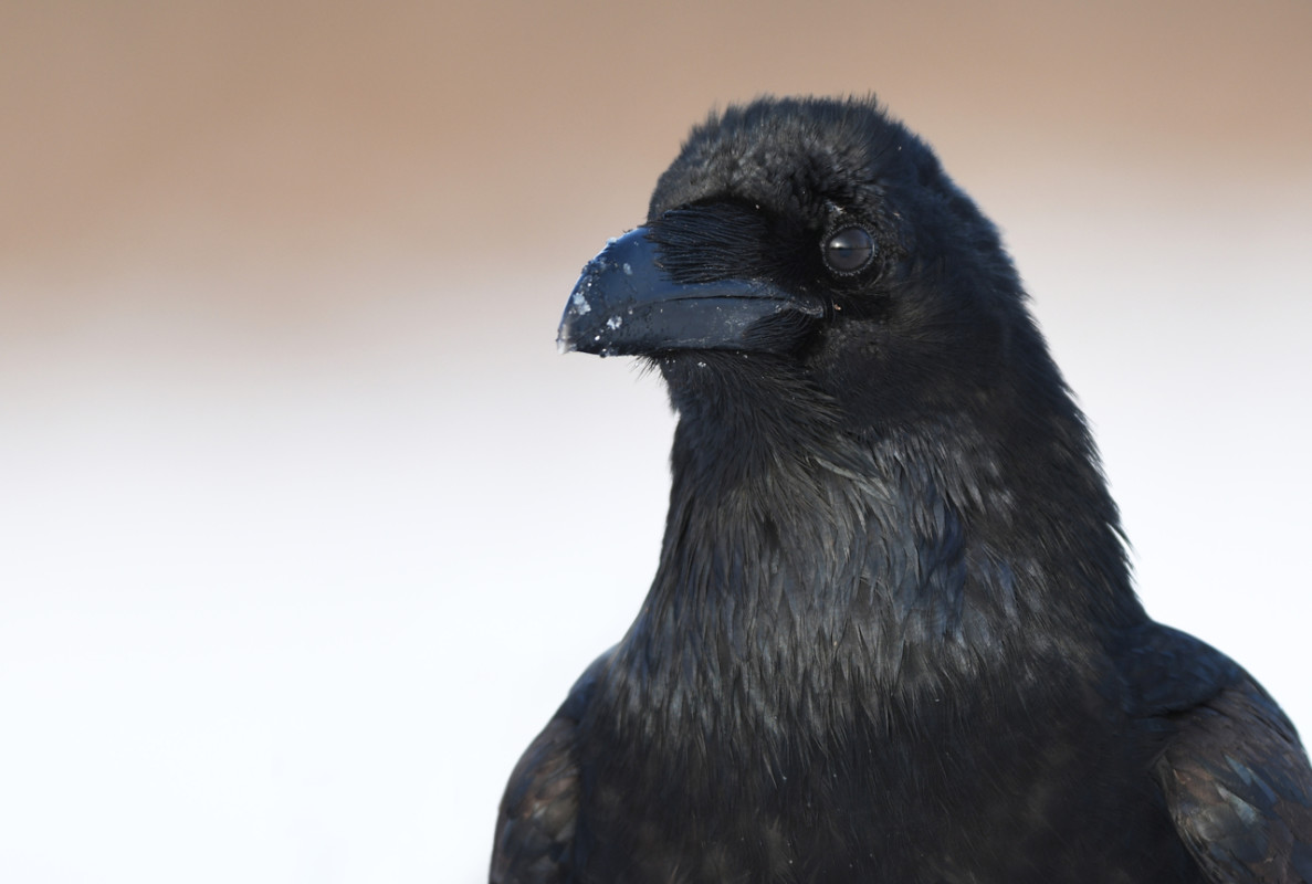 How to Make Friends With Ravens and Earn Their Trust