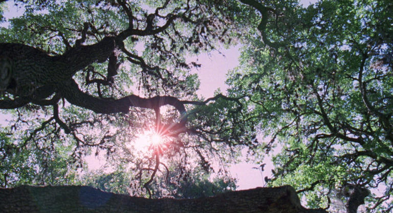 Heidegger, Terrence Malick e il cinema della luce
