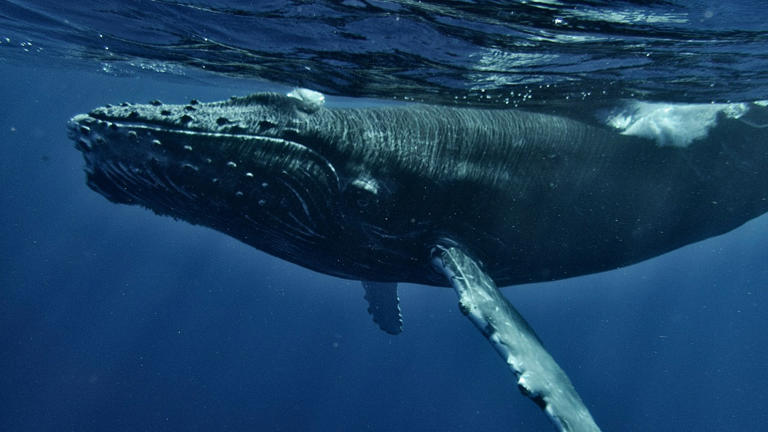 These giant whales swallow up to 202 squid per day