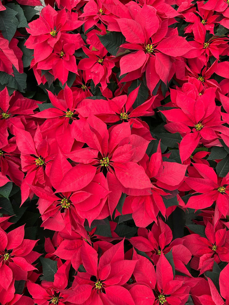 La flor de Nochebuena y su origen como símbolo navideño por excelencia