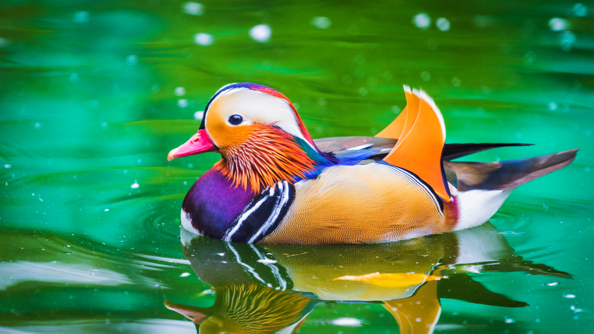 Discover Colorful Wild Ducks And Where You Can See Them