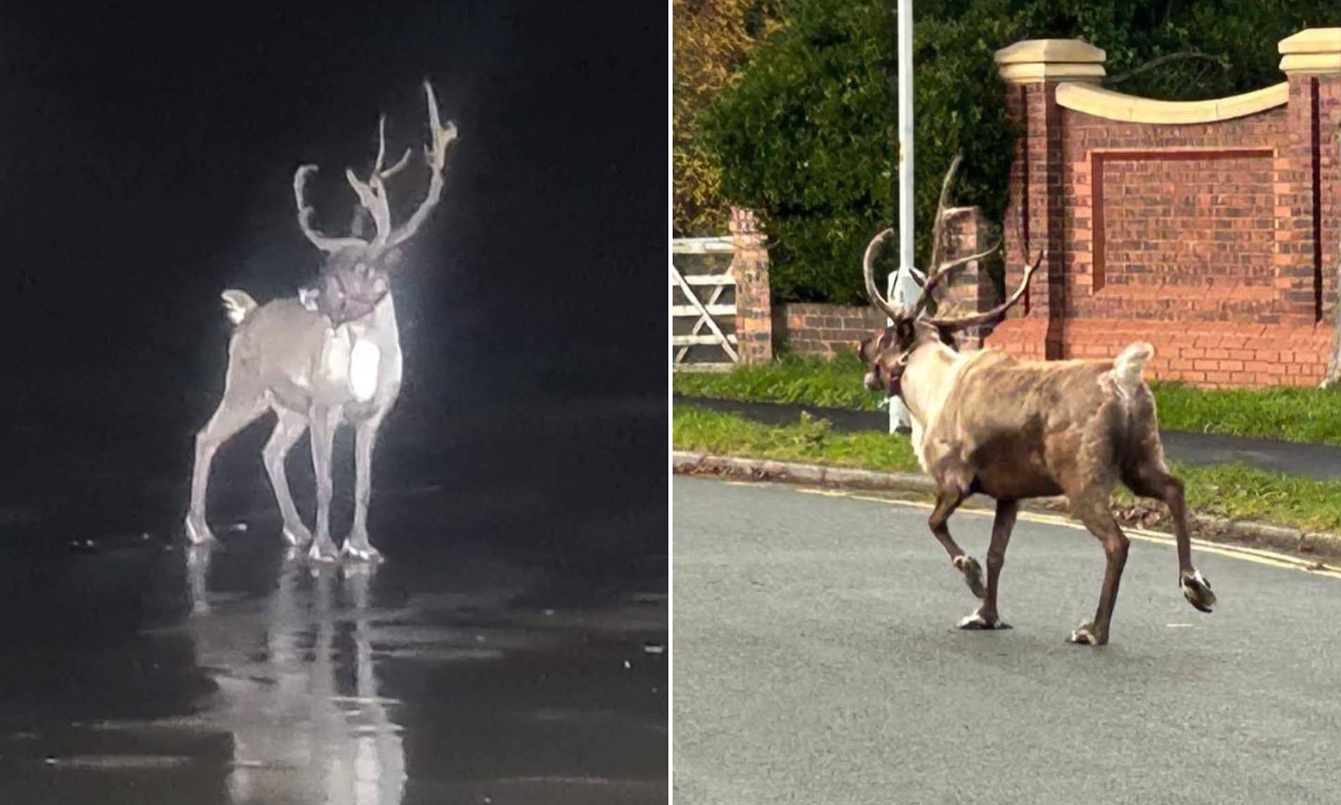 Emergency declared in seaside town after reindeer escapes Christmas ...
