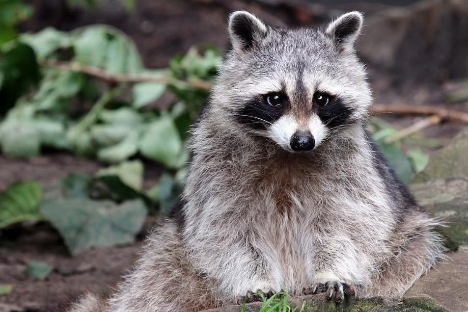 City raccoons near humans show early signs of domestication