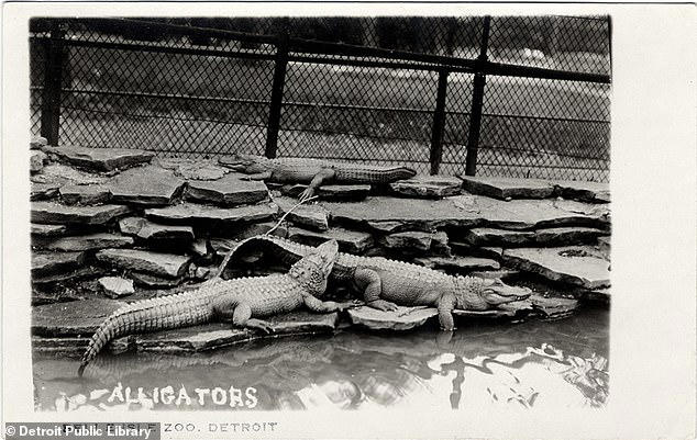 It was once the ultimate day out but now photos show abandoned zoo as demolition begins