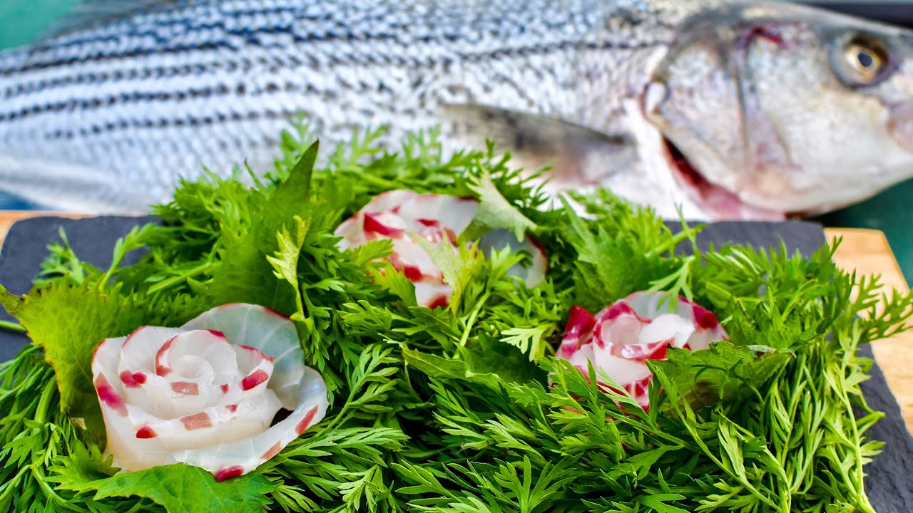 Striped bass sashimi! Catching and eating raw striper