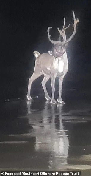 Emergency declared in seaside town after reindeer escapes Christmas ...