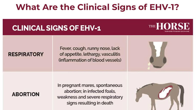 Halyn Lide's Misfortune Forces 2025 NFR to Look Very Different