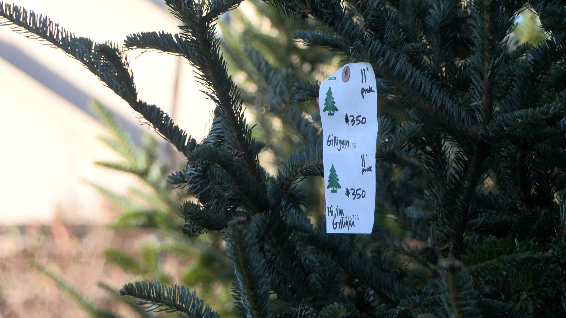 Real or fake? The Christmas tree choice may be decided by price tag ...