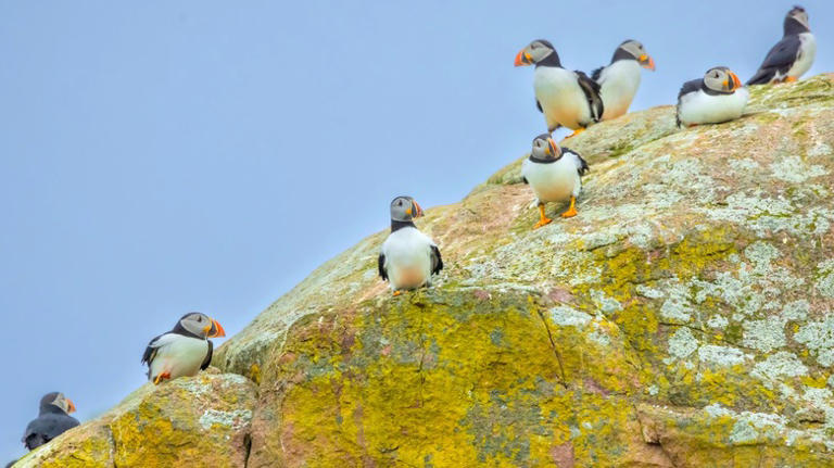 The Best Places To See Wild Puffins Roam (That Aren't Acadia National Park)