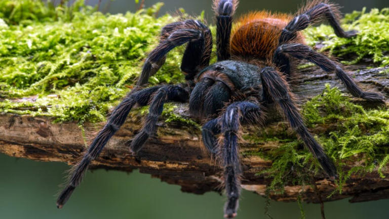 Inside The Folklore Of The J'ba Fofi, The Five-Foot Spiders Said To ...
