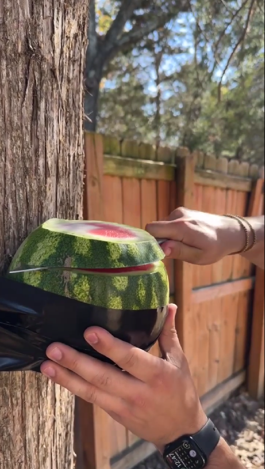 You Won’t Believe What Happens When a Watermelon Hits a Tree